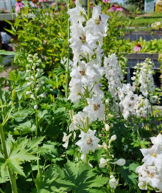 Aed-kukekannus ´Magic Fountains White Dark Bee´ | Kukekannused, Püsililled, TAIMED | Luunja ...