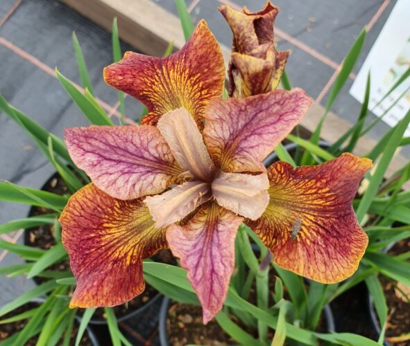 Siberi võhumõõk (iiris) ´Paprikash´ | Püsililled, TAIMED, Võhumõõgad ...