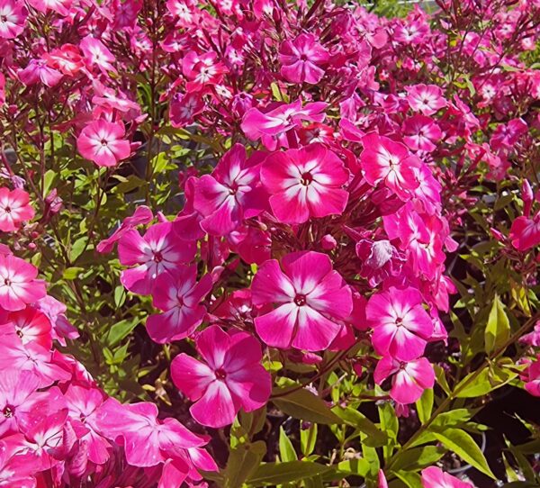 Aed-leeklill e. floks ´Flame Light Pink´ | Floksid, PÜSILILLED, TAIMED ...