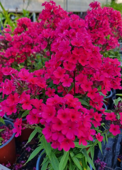 Aed-leeklill e. floks ´Early® Red´ | Floksid, PÜSILILLED, TAIMED ...